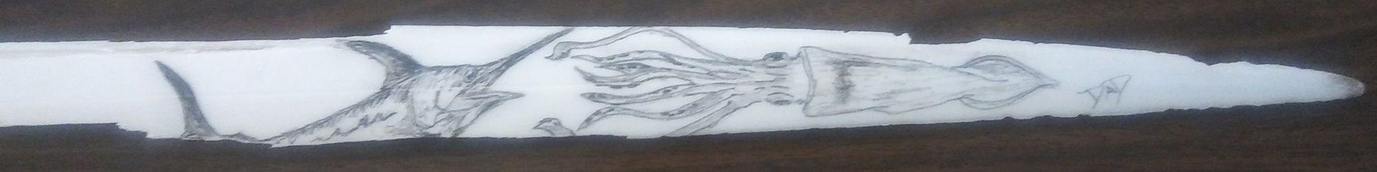 Sword bill art by Captain David Dewberry - Pelican Adventures