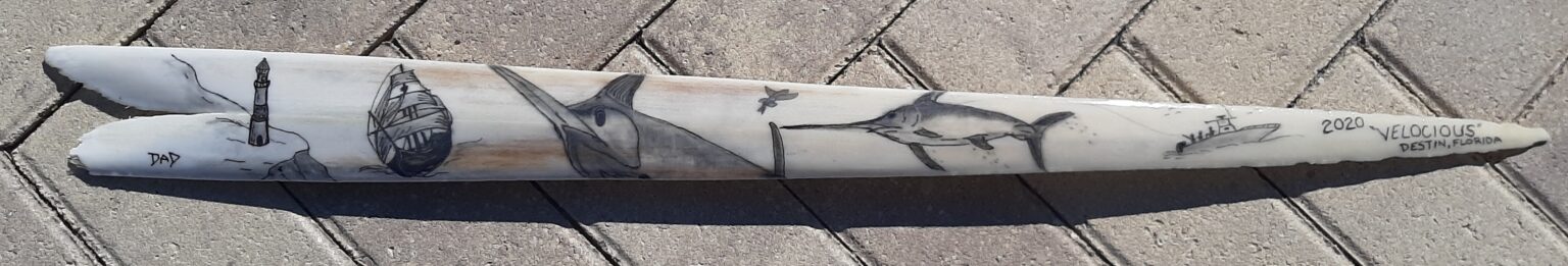 Sword bill art by Captain David Dewberry - Pelican Adventures