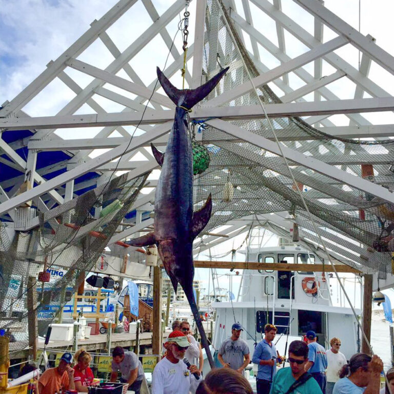 Destin Fishing Rodeo: Your Guide to all the Fun - Pelican Adventures