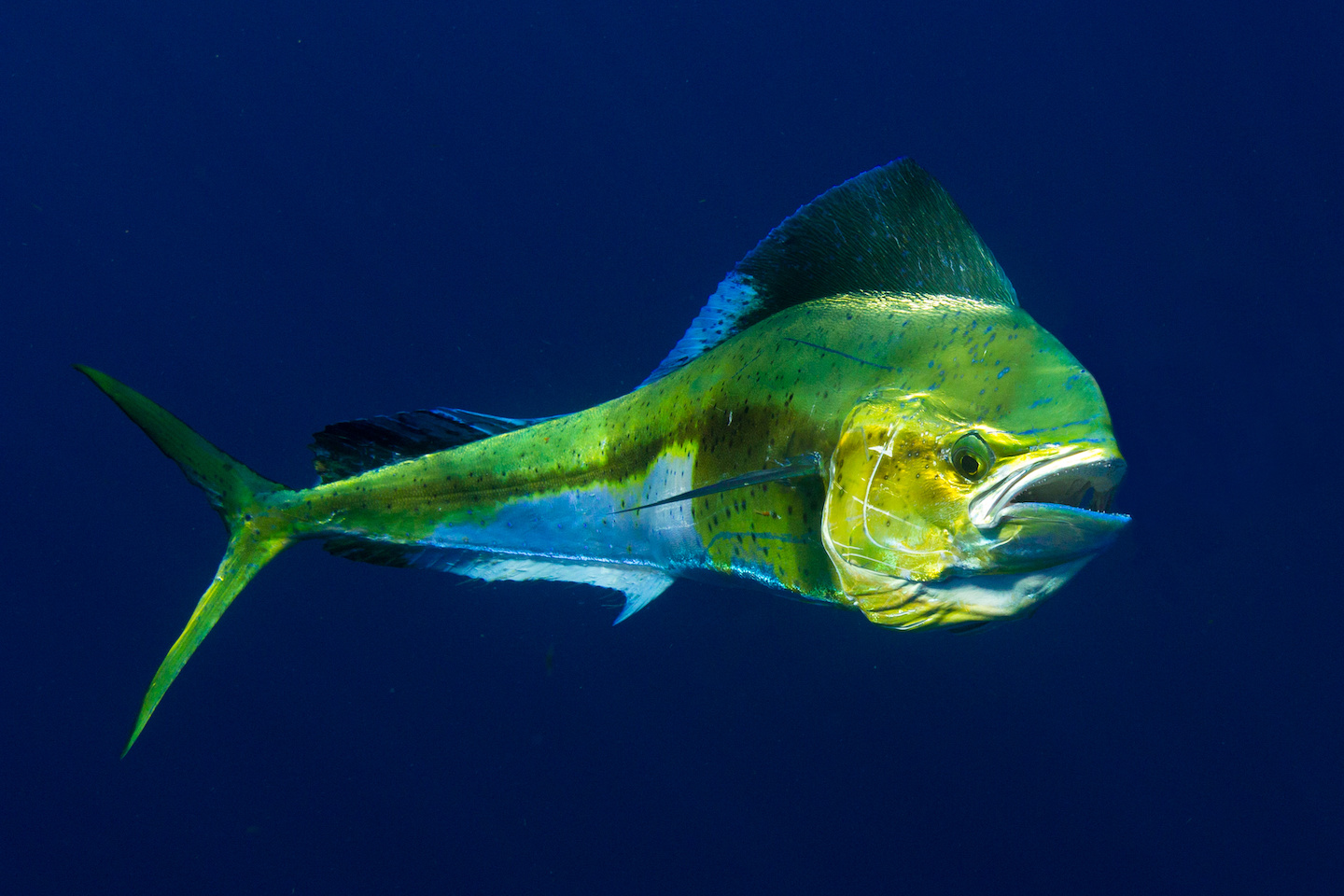 Targeting Mahi-Mahi, Tuna, and Sailfish in Late Summer: A Deep Sea ...
